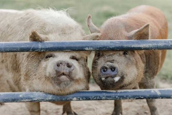 Douglas Farms – Pasture-Raised Poultry, Pork, and Eggs.